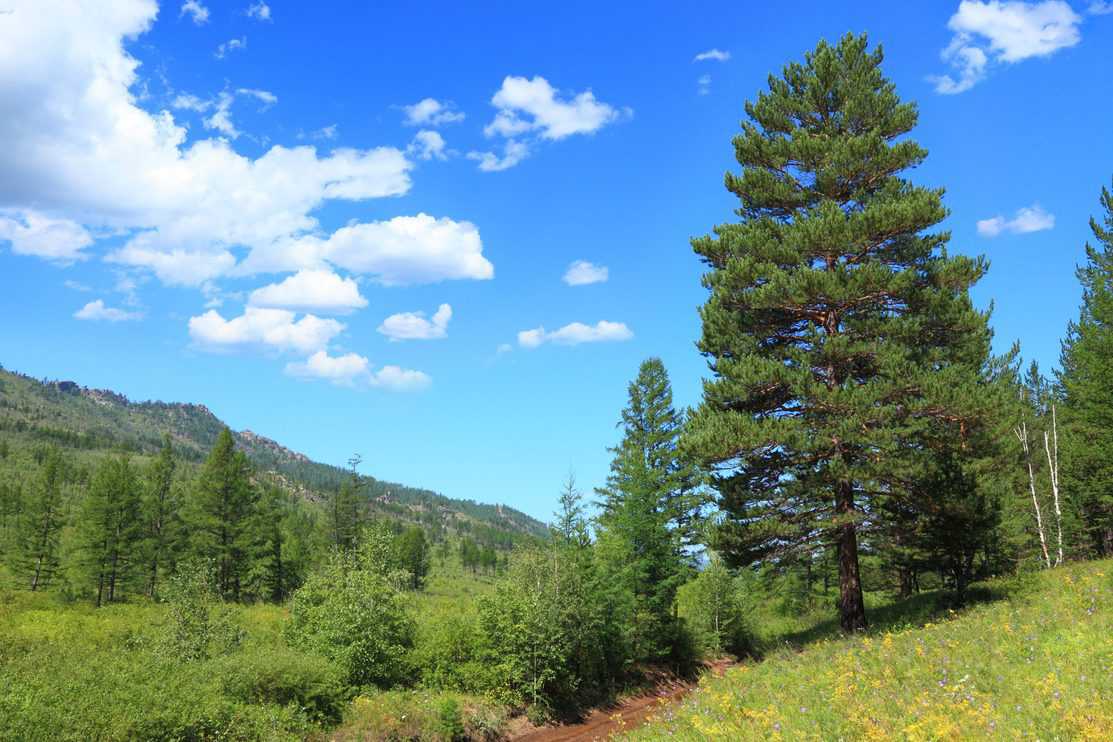 6 Different Trees That Keep Their Leaves All Year - Tree Journey