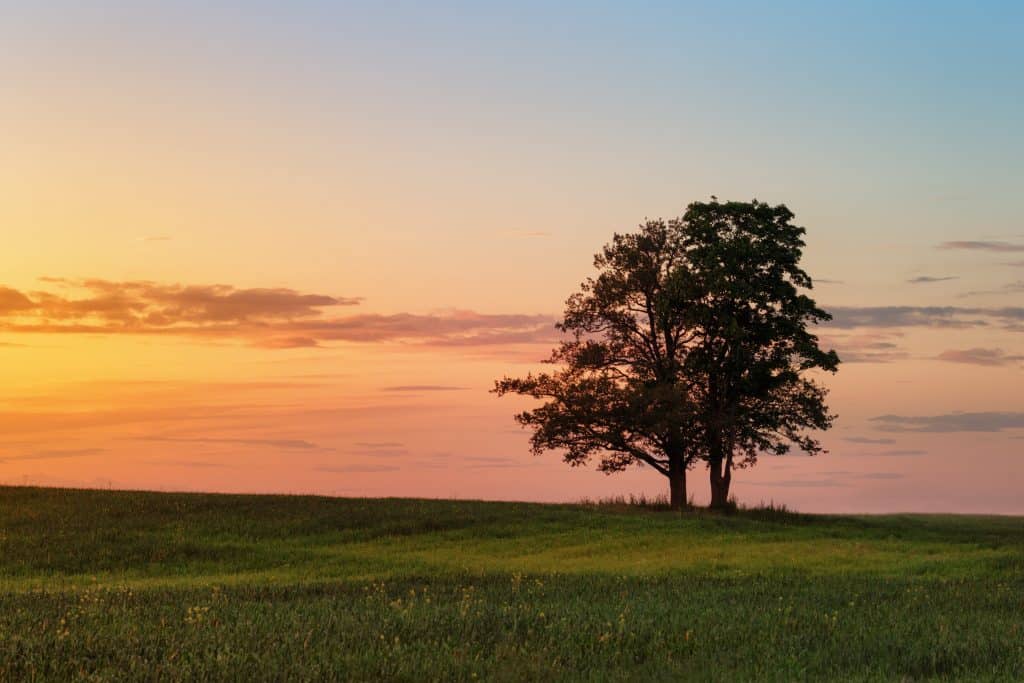 10 Early Symptoms Of A Dying Oak Tree Prevention Guide Tree Journey 10-early-symptoms-of-a-dying-oak-tree-prevention-guide-tree-journey
