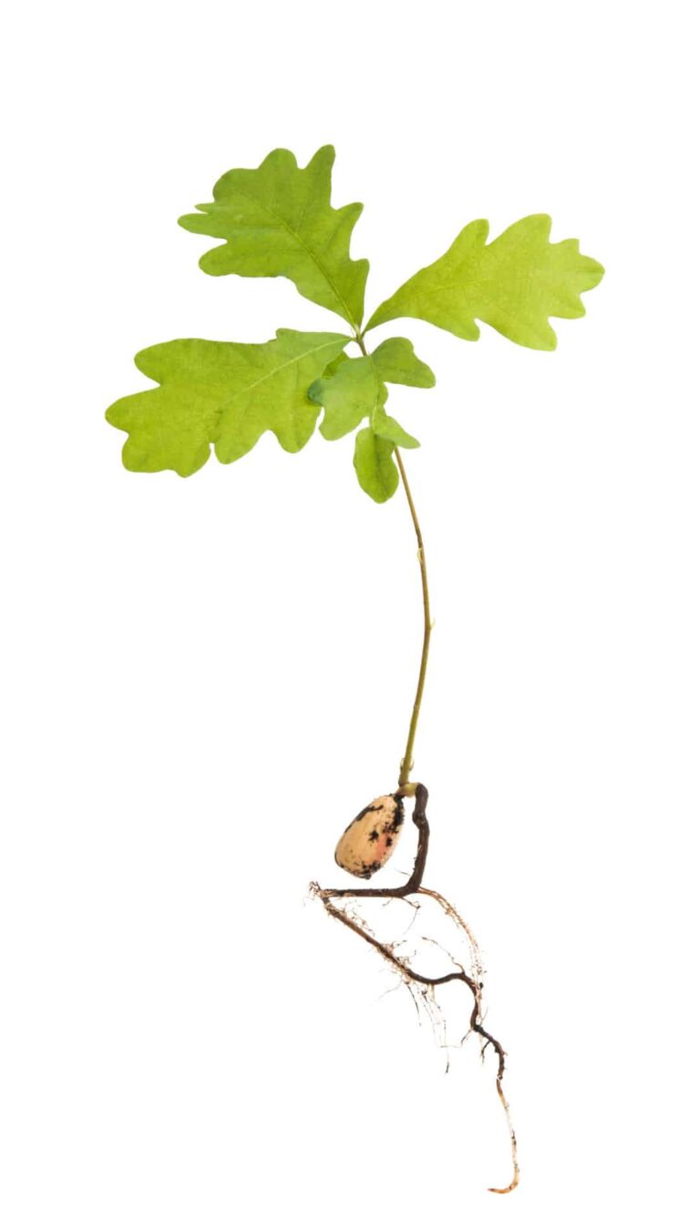 Oak Tree Sapling: How To Grow Plus Where To Buy - Tree Journey