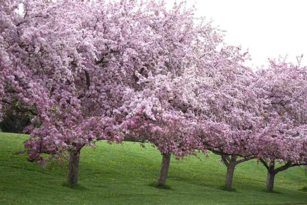 12 Fastest Growing Shade Trees For Small Yards - Tree Journey ...