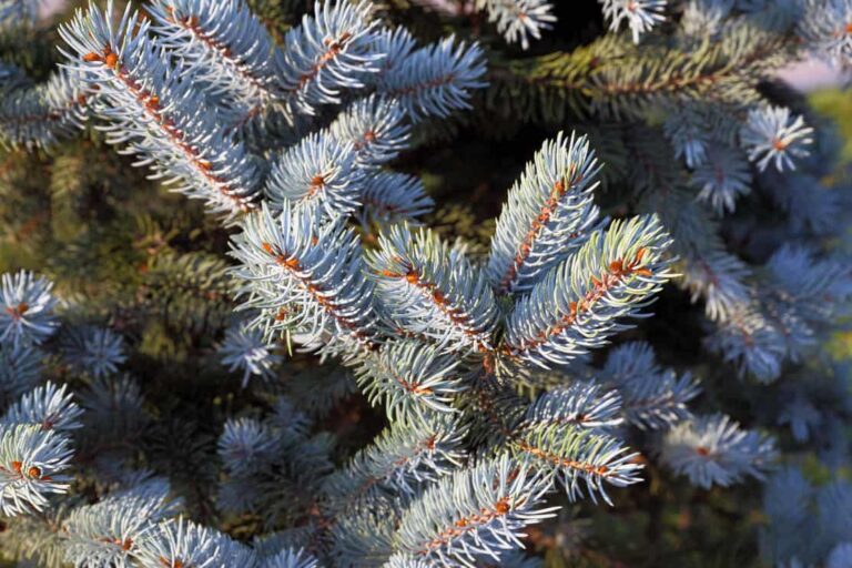 6 Simple Steps To Keeping A Blue Spruce Tree Small - Tree Journey ...