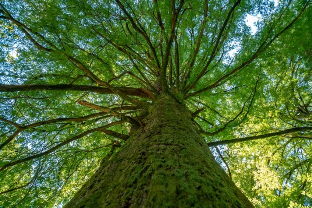 9 Cypress Wood Uses And Why It s So Valuable Expensive Tree