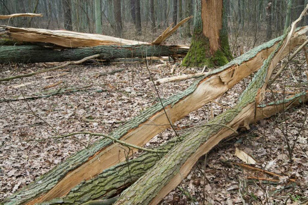 9 Best Fallen Oak Tree Uses (And What To Do With Them) - Tree Journey ...