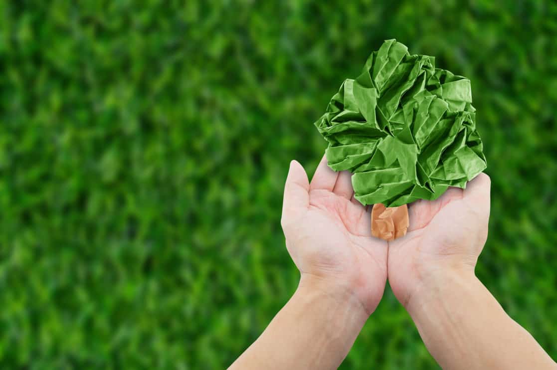 9 Different Trees Used To Make Paper Most Common Types Tree Journey