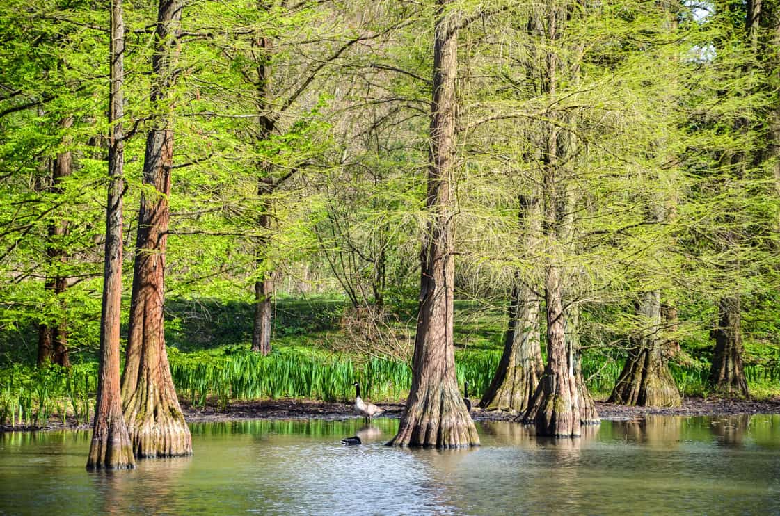9 Cypress Wood Uses And Why It s So Valuable Expensive Tree Journey