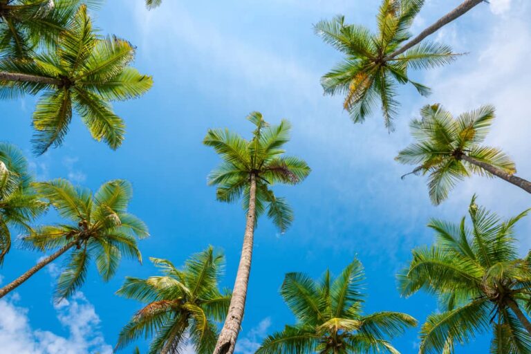 9 Most Common Places That Coconuts Grow - Tree Journey | TradeWorks ...