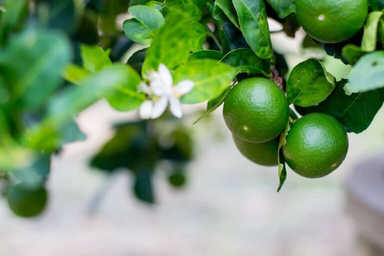 7 Reasons Why Lime Trees Grow Best In Full Sun - Tree Journey ...