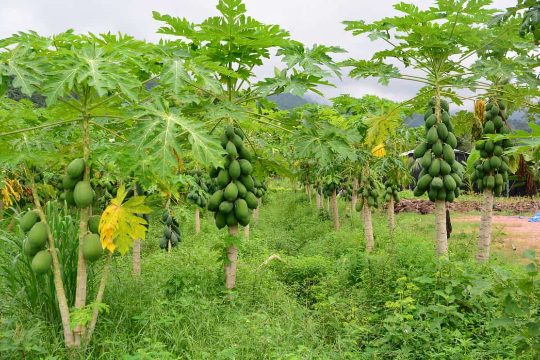 Where Papaya Trees Grow (6 Best Places To Plant Them) - Tree Journey
