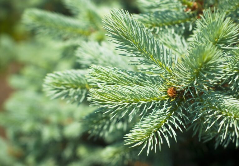 10 Best Spruce Trees To Plant (Pros And Cons Of Major Types) - Tree Journey