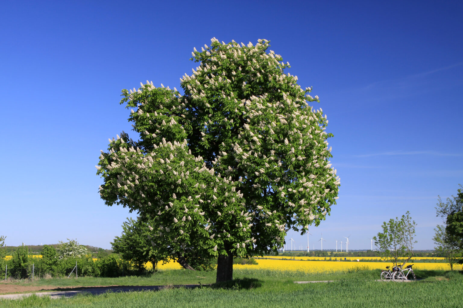 How Much Water Chestnut Trees Need (Watering Schedule) - Tree Journey ...