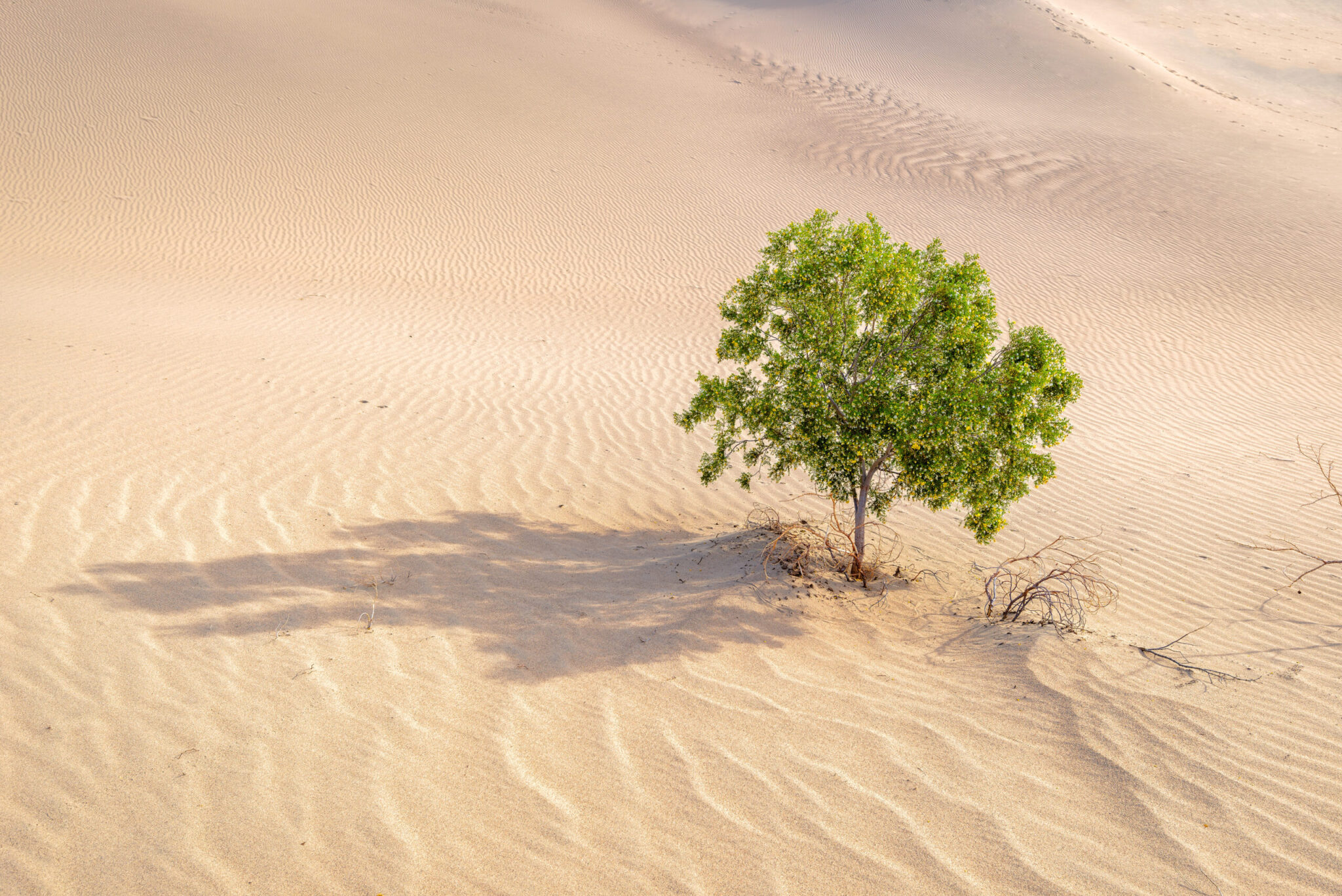 12 Trees That Can Grow In The Desert (And How They Do It) - Tree ...