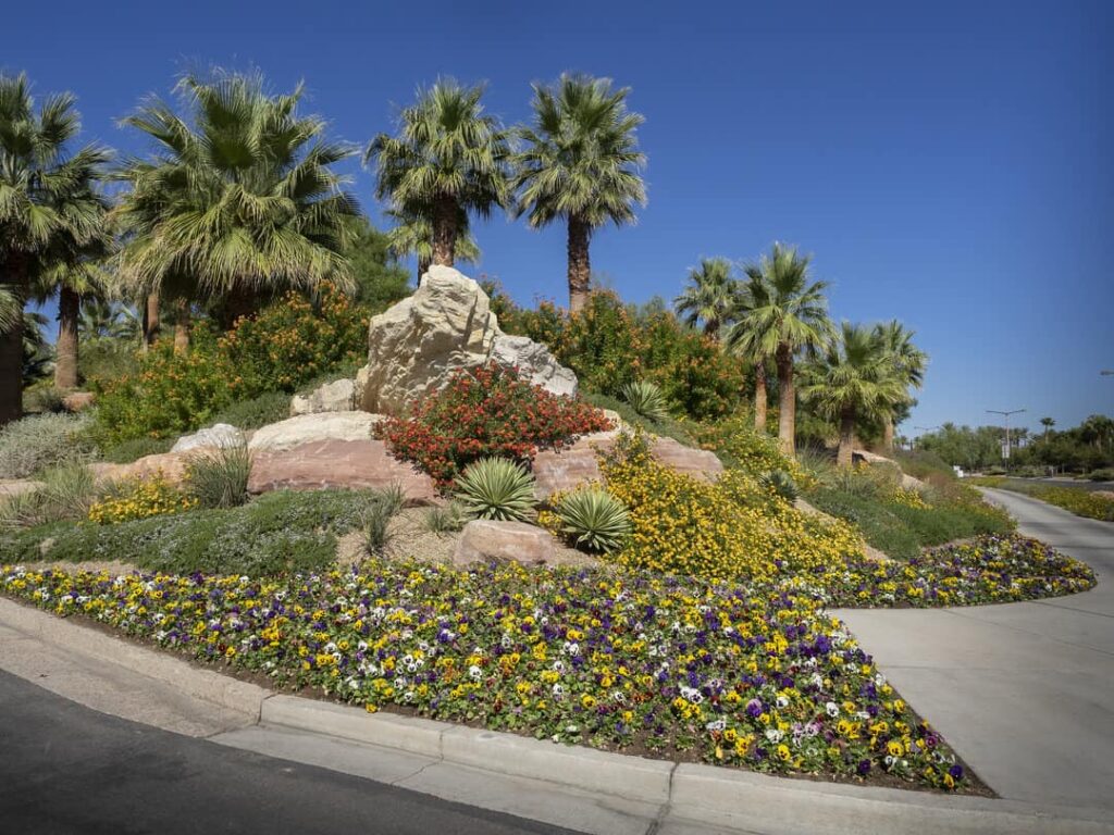 17 Plants Not To Plant Under Your Palm Tree Tree Journey 17 Plants Not To Plant Under Your Palm Tree Tree Journey