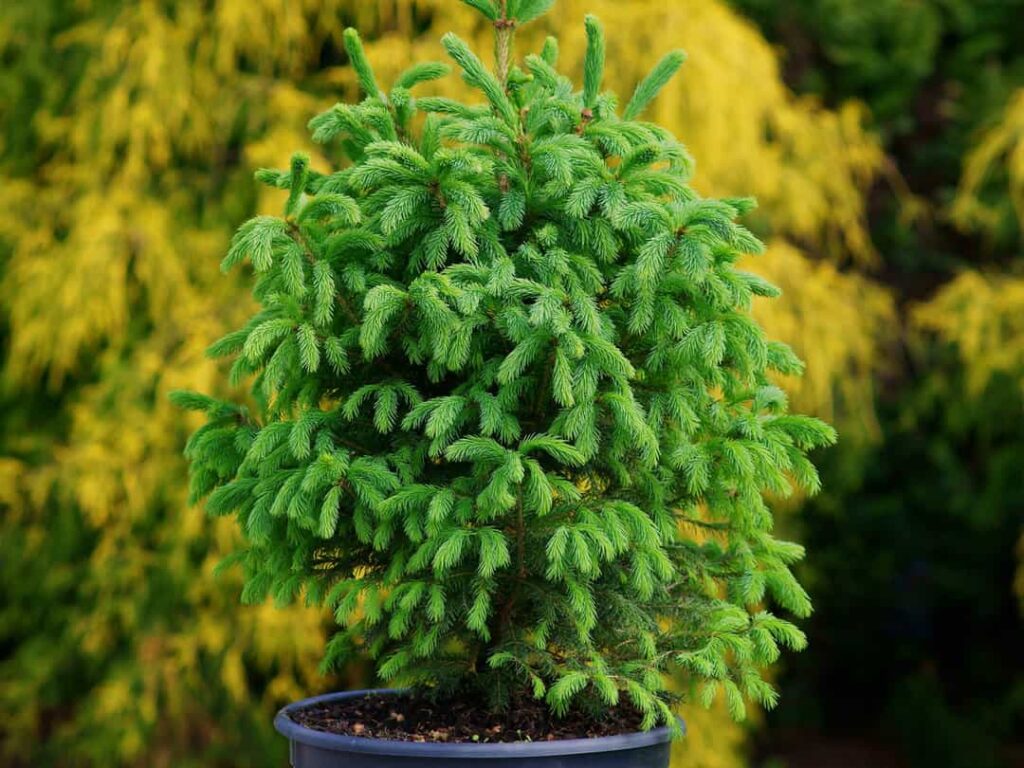 10 Best Spruce Trees To Plant (Pros And Cons Of Major Types) - Tree Journey