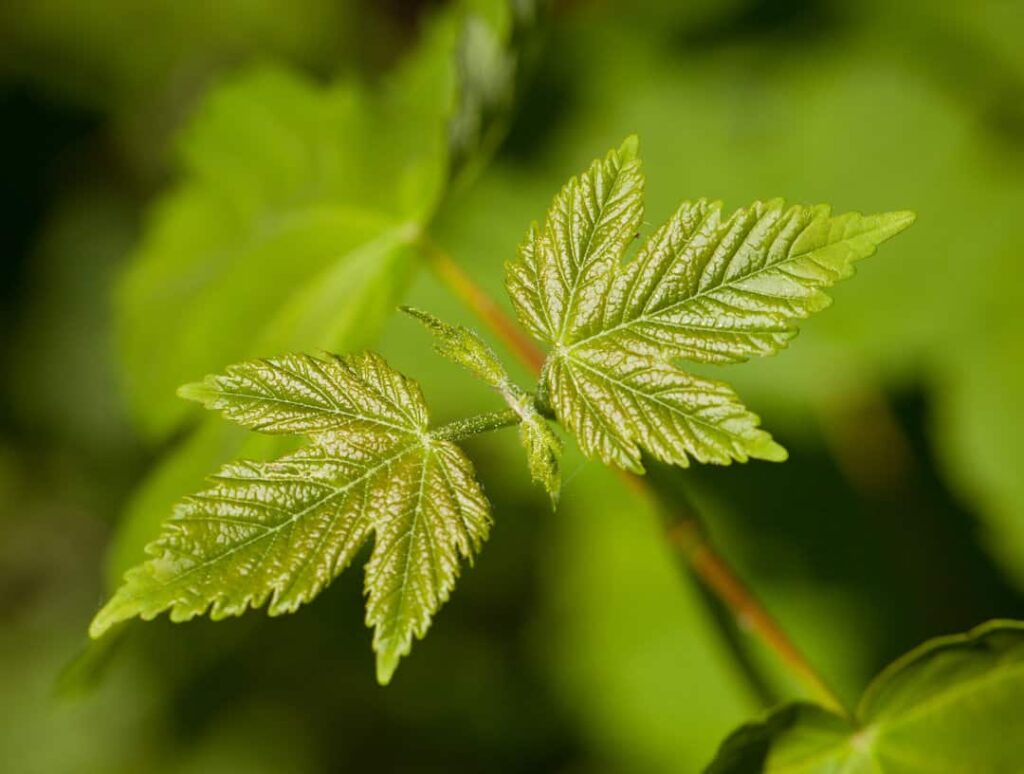 Full Sycamore Tree Timeline (Growth Rate Explained) - Tree Journey ...