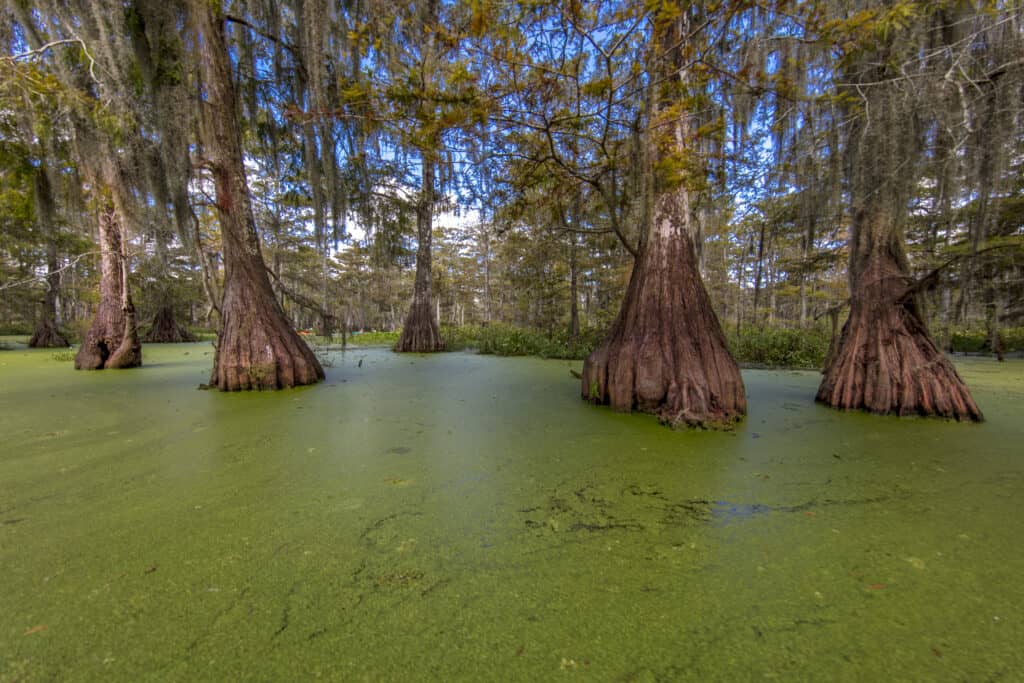 10 Most Common Places Where Cypress Trees Grow - Tree Journey