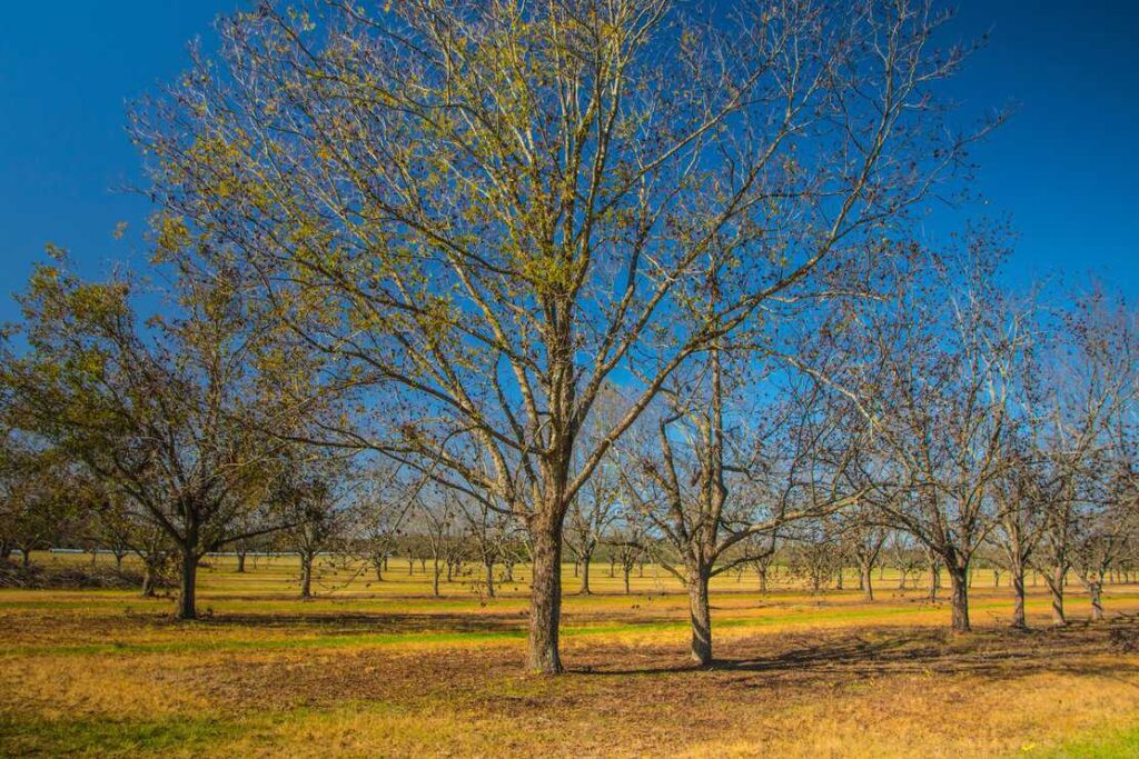 7 Most Common Places Where Pecans Trees Grow - Tree Journey ...