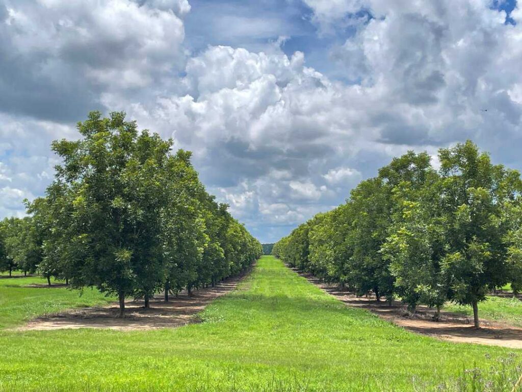 7 Most Common Places Where Pecans Trees Grow - Tree Journey ...