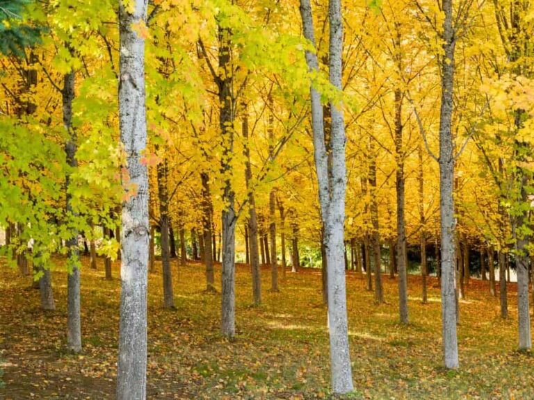 Full Sugar Maple Tree Growth Timeline (How To Grow It Fast) - Tree Journey Full Sugar Maple Tree Growth Timeline (How To Grow It Fast) - Tree Journey