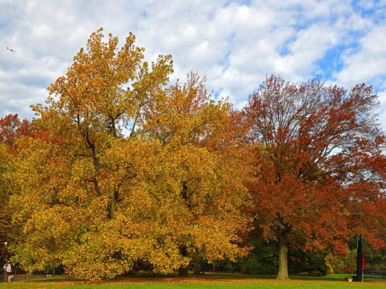 Four Simple Steps To Grow Your Maple Tree From A Seed - Tree Journey ...