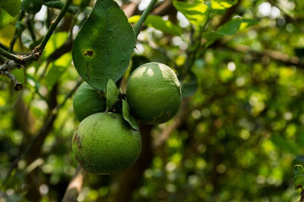 3 Best Places To Plant A Lime Tree (And How To Do It) - Tree Journey ...