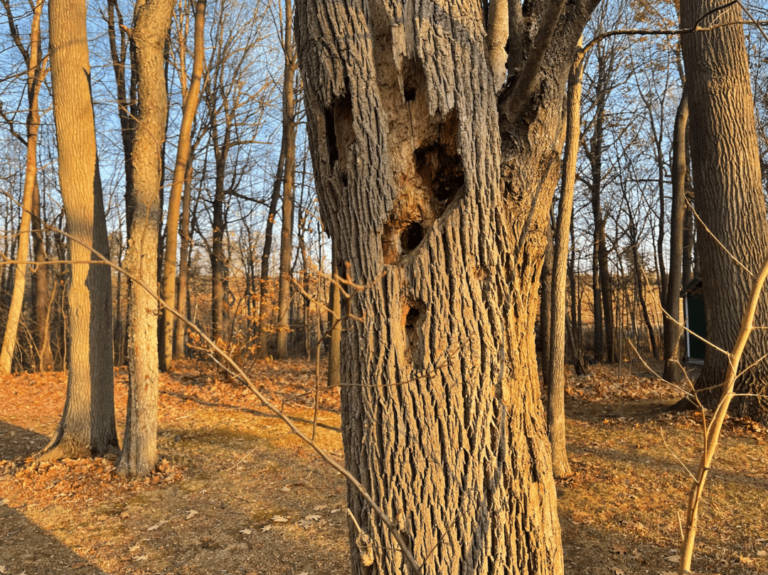 7 Reasons Your Ash Tree Is Shedding Bark (How To Save It) - Tree ...