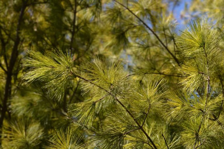 10 Fastest Growing Pine Trees For Your Yard (Growth Chart) - Tree ...
