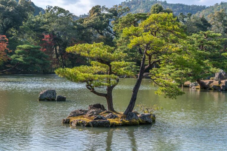 10 Fastest Growing Pine Trees For Your Yard (Growth Chart) - Tree ...