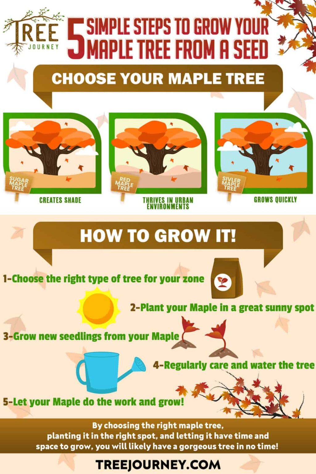 Four Simple Steps To Grow Your Maple Tree From A Seed - Tree Journey ...