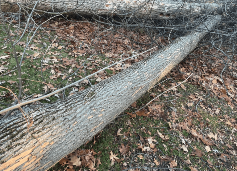 7 Reasons Your Ash Tree Is Shedding Bark (How To Save It) - Tree ...